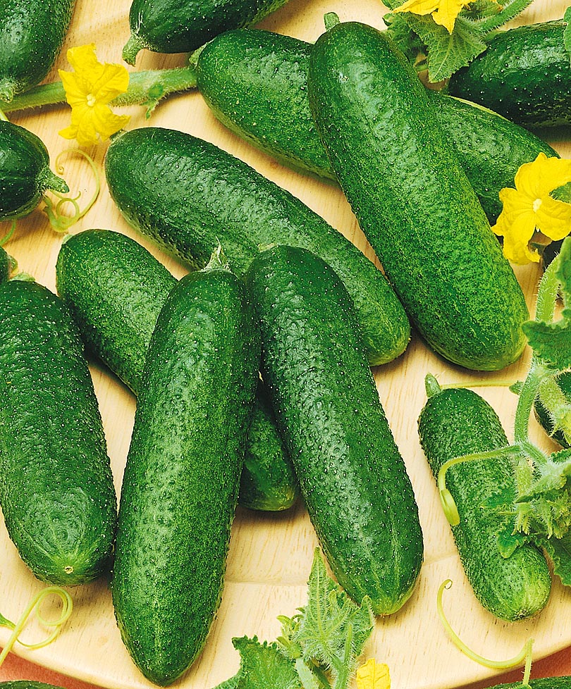 Разновидности Огурцов Фото – Telegraph